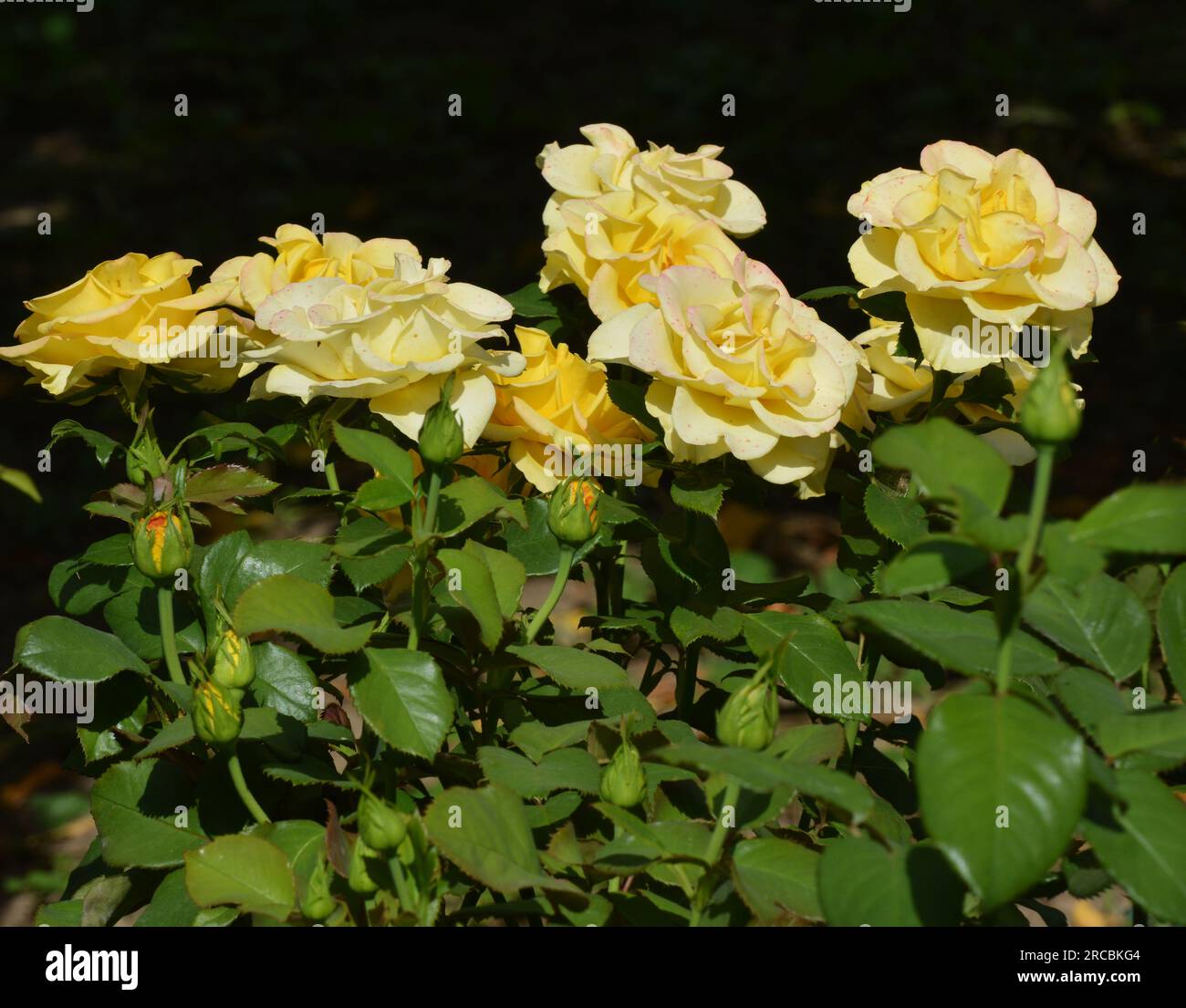 Roses for the holiday hi-res stock photography and images - Alamy