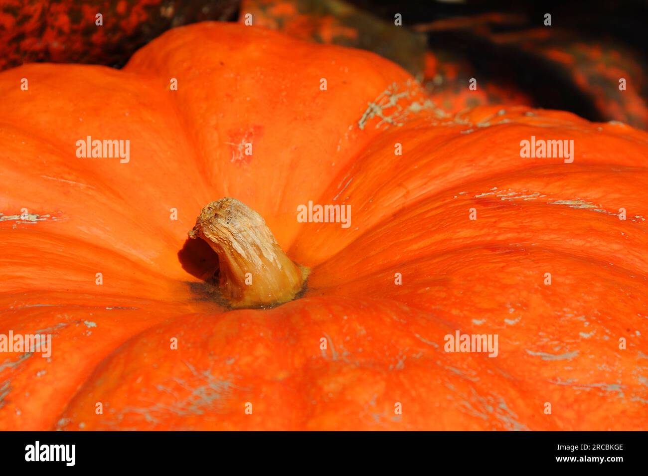 Pumpkin with huge stem hi-res stock photography and images - Alamy