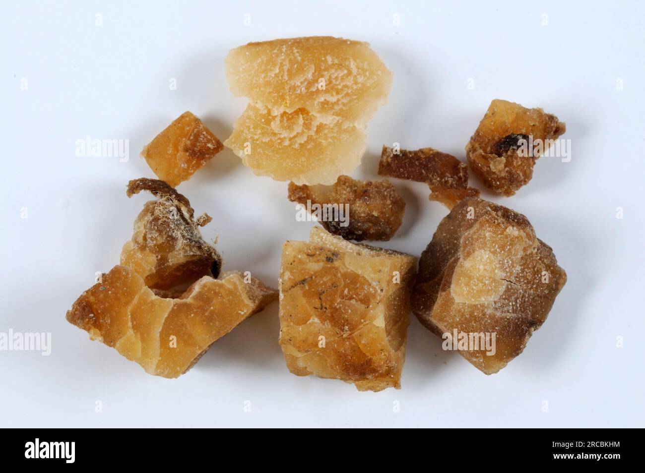 Firethorn root tubers (Arisaematis Rhizoma), free-standing, object ...