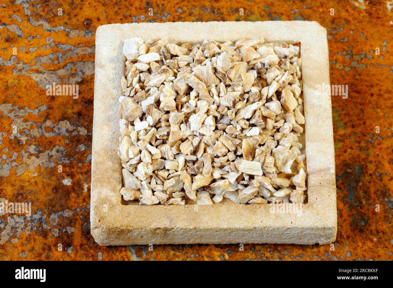 Angelica sinensis hi-res stock photography and images - Alamy