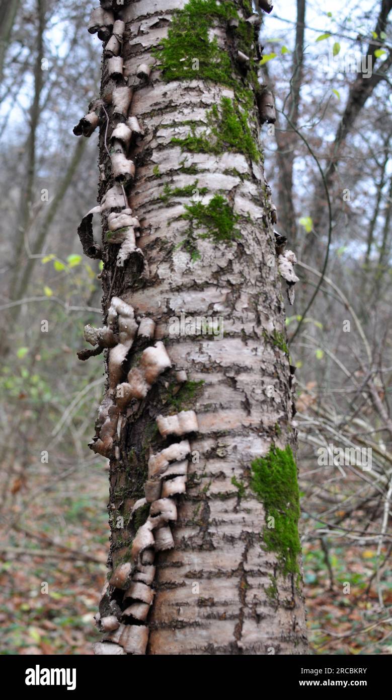 Trees with soft bark hi-res stock photography and images - Alamy
