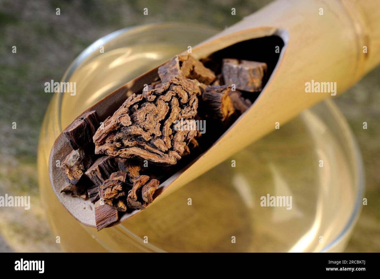 Gentian root tea, large-leaved gentian root (Gentianae macrophyllae ...