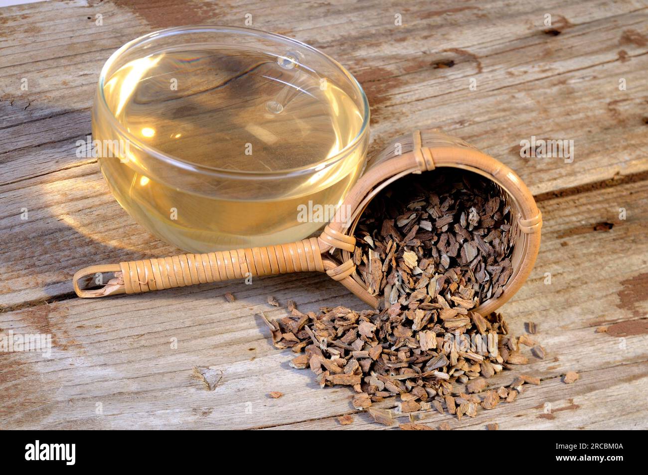 Cortex photography hi-res stock photography and images - Alamy