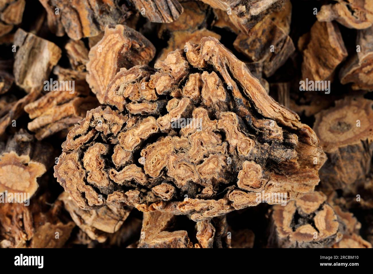 Large-leaved gentian root (Gentianae macrophyllae Radix Stock Photo - Alamy
