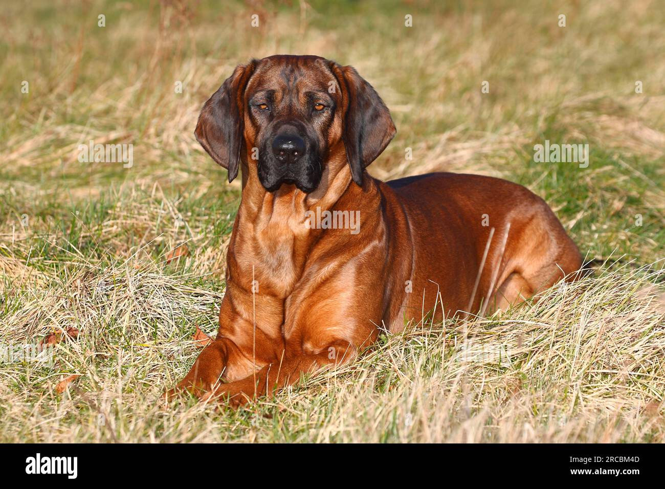 Hanoverian hound hi-res stock photography and images - Alamy