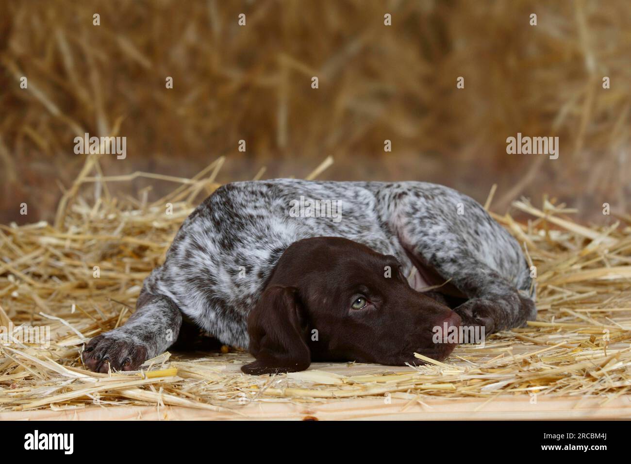 German shorthaired pointer puppy weeks hi-res stock photography and ...