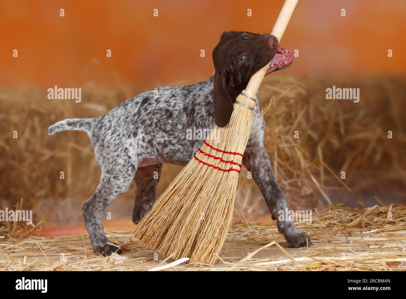 German Shorthair, puppy, 9 weeks, bites in broom, German Shorthair ...