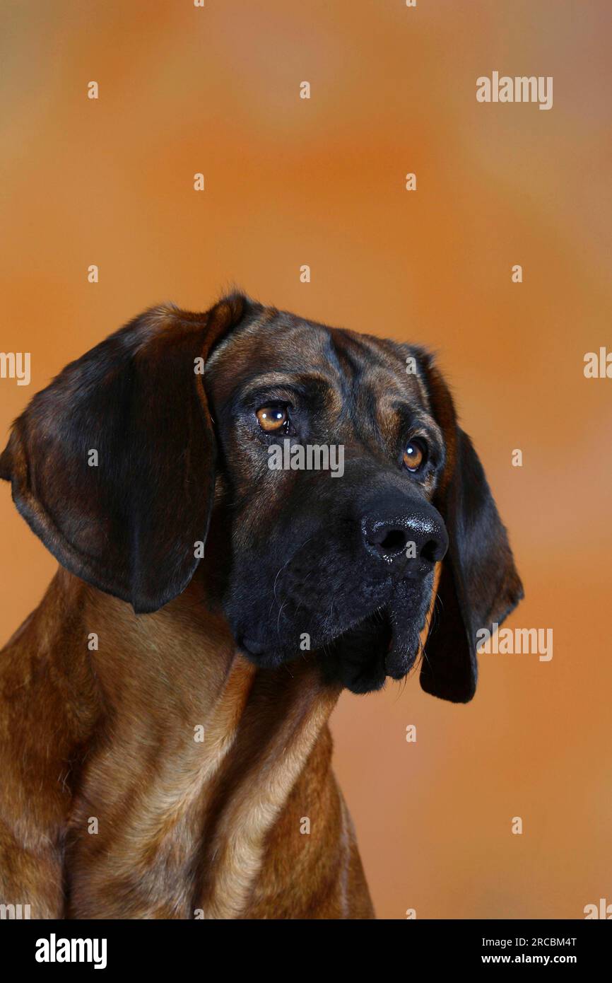 Hanoverian hound hi-res stock photography and images - Alamy