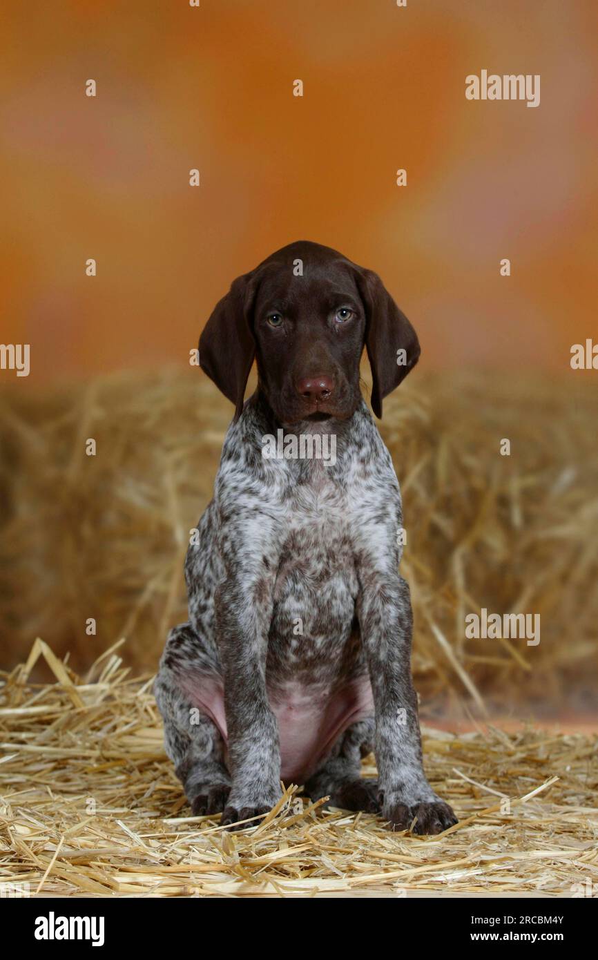 German shorthaired pointer puppy weeks hi-res stock photography and ...