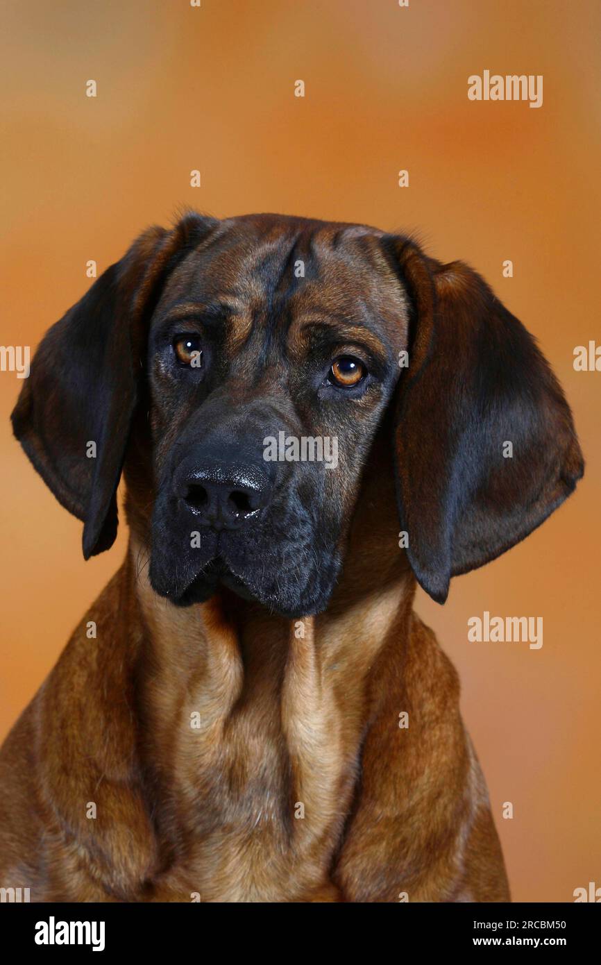 Hanoverian Welding Dog, Hanoverian Stock Photo - Alamy