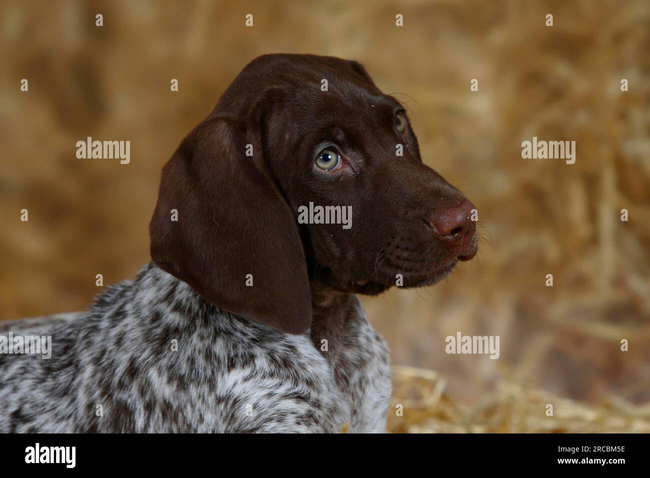 German shorthaired pointer puppy weeks hi-res stock photography and ...