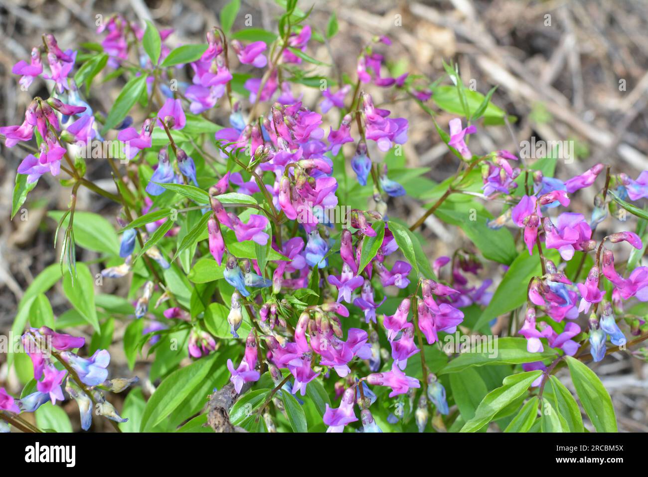 Spring in the wild in the forest blooms Lathyrus vernus Stock Photo - Alamy