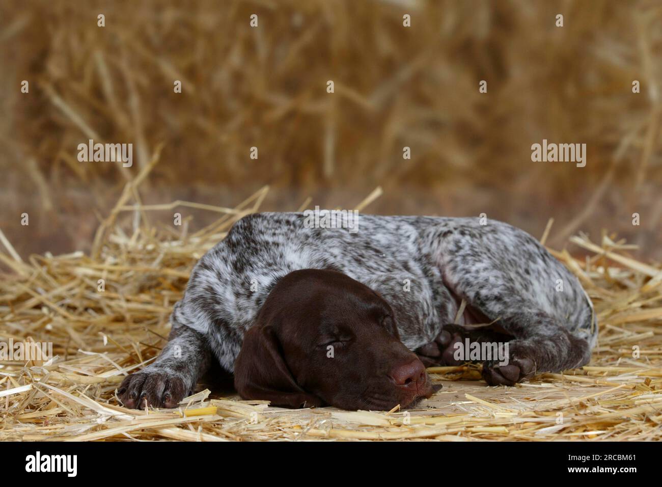 German shorthaired pointer puppy weeks hi-res stock photography and ...