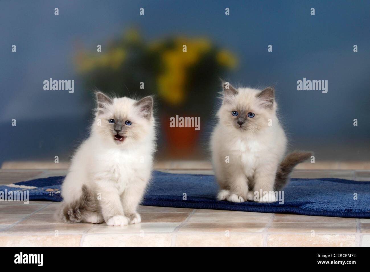 Sacred Cats of Birman, kitten, 8 weeks, blue-point Stock Photo - Alamy