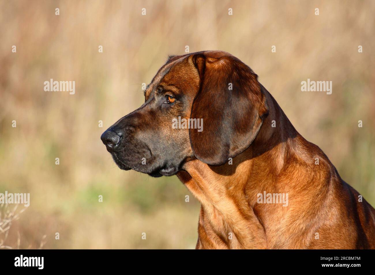 Hanoverian hound hi-res stock photography and images - Alamy