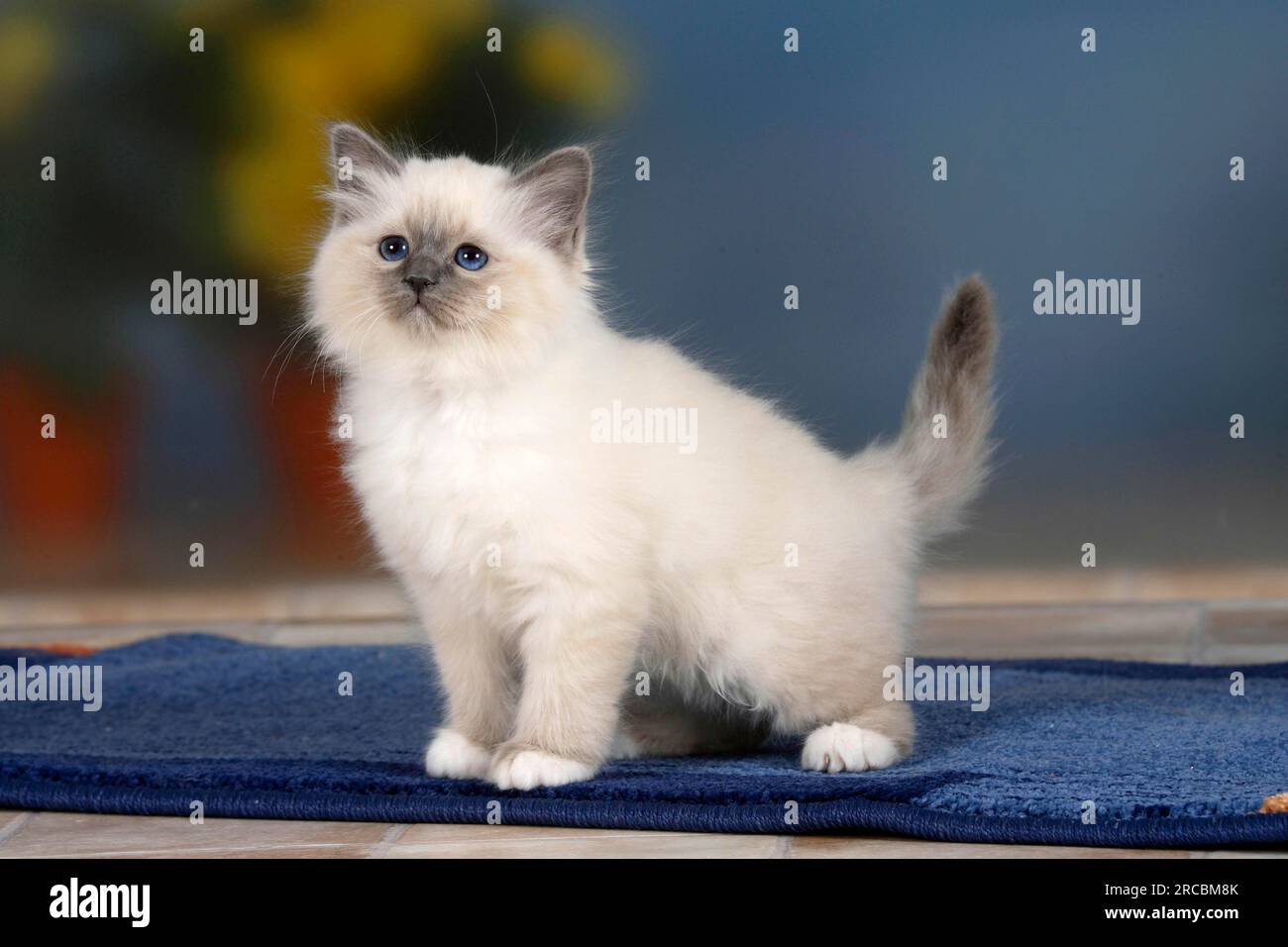 Sacred Cat of Burma, kitten, 8 weeks, blue-point Stock Photo - Alamy