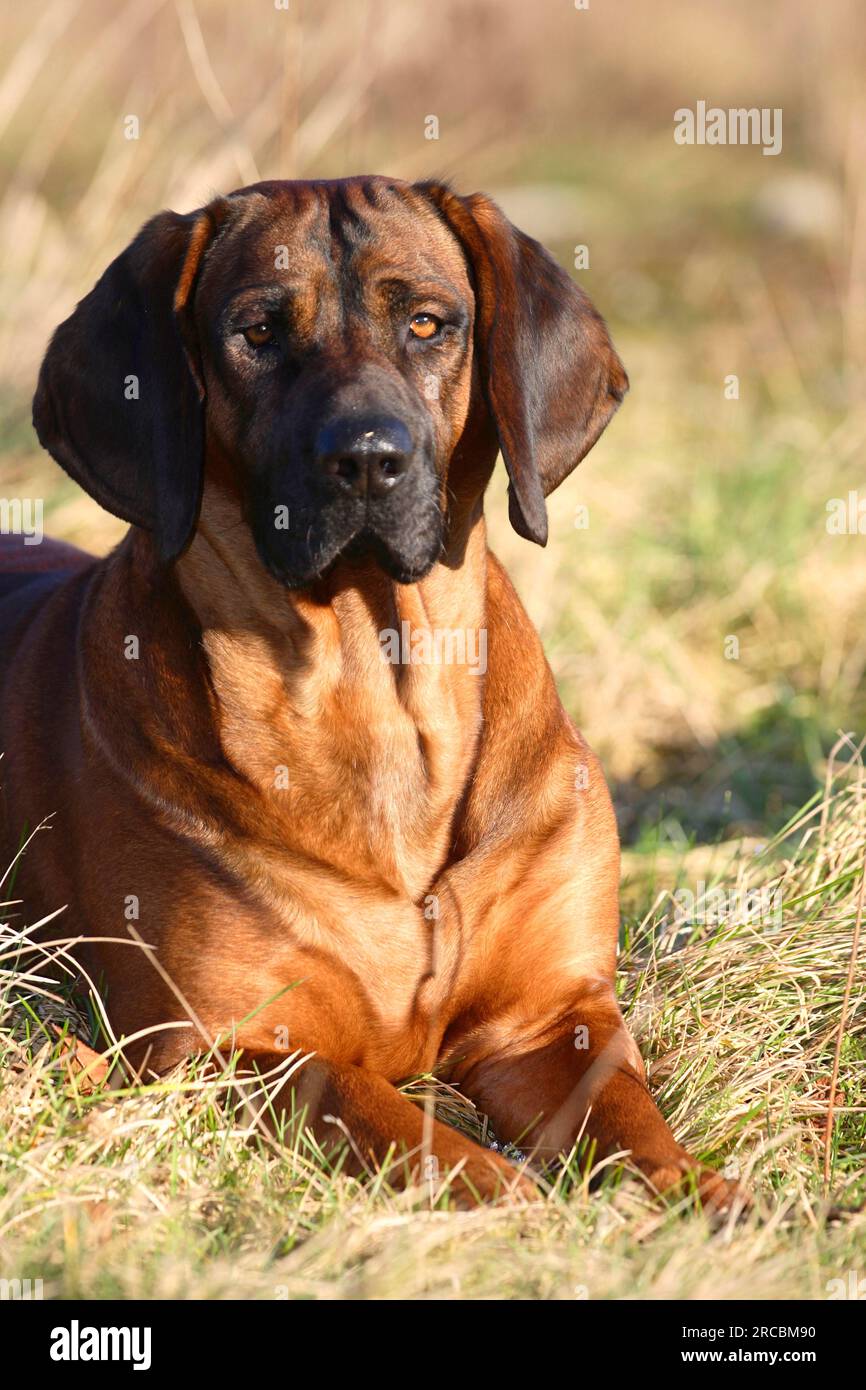 Welding dog hi-res stock photography and images - Alamy