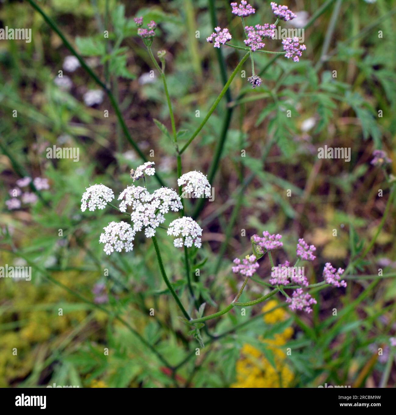 Torilis japonica grows among the herbs in the wild Stock Photo - Alamy