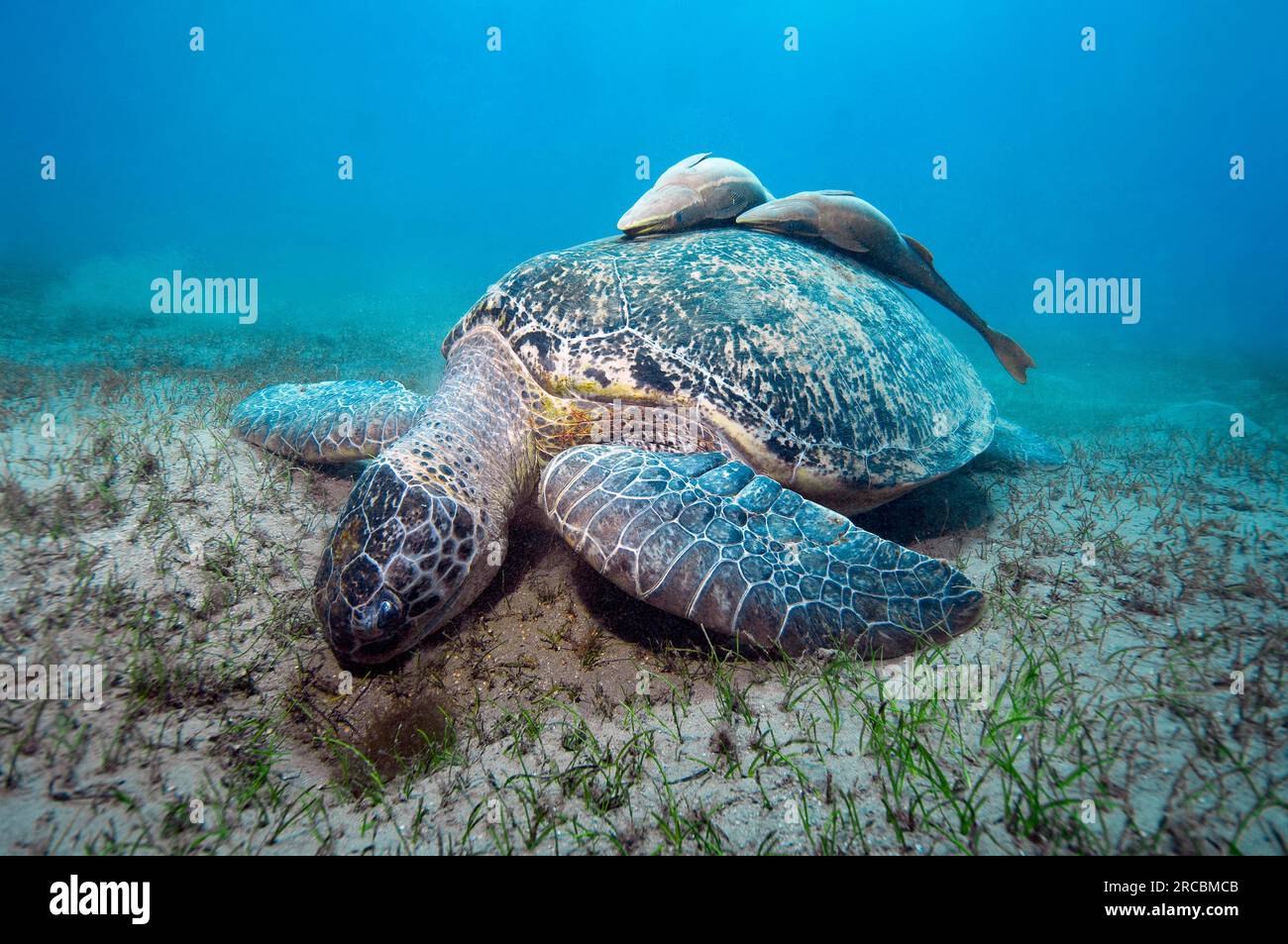 Large green turtle (Chelonia mydas) and live sharksucker (Echeneis ...