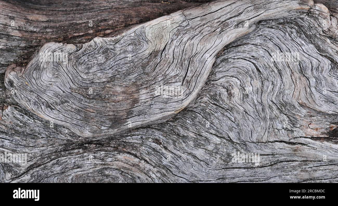 Old weathered tree texture detail black and white Stock Photo - Alamy