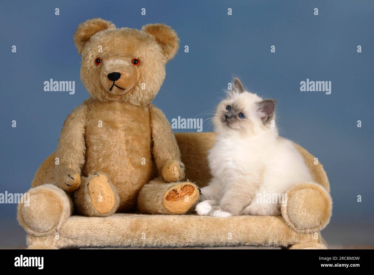 Birman cat, kitten, 8 weeks, blue-point, and teddy bear Stock Photo - Alamy