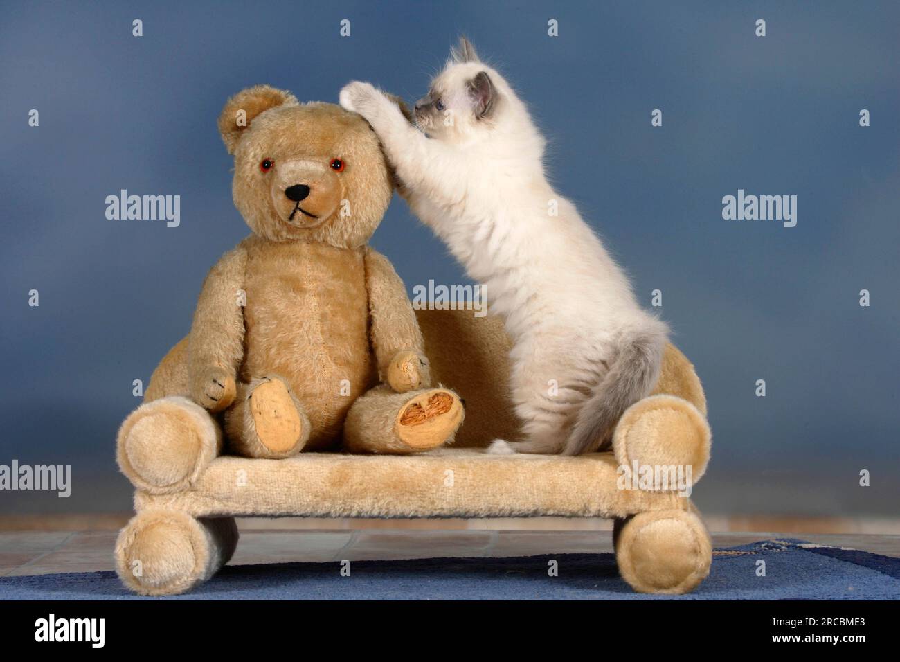 Birman cat, kitten, 8 weeks, blue-point, and teddy bear Stock Photo - Alamy