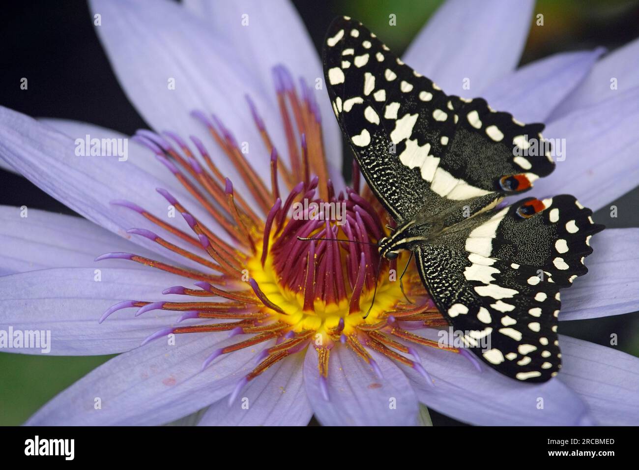Lemon Swallowtail (Papilio demoleus malayanus), Lime Swallowtail ...