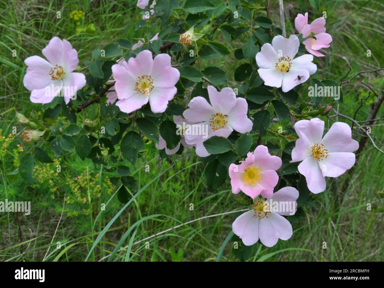 In the spring, wild rose bush blooms Stock Photo - Alamy