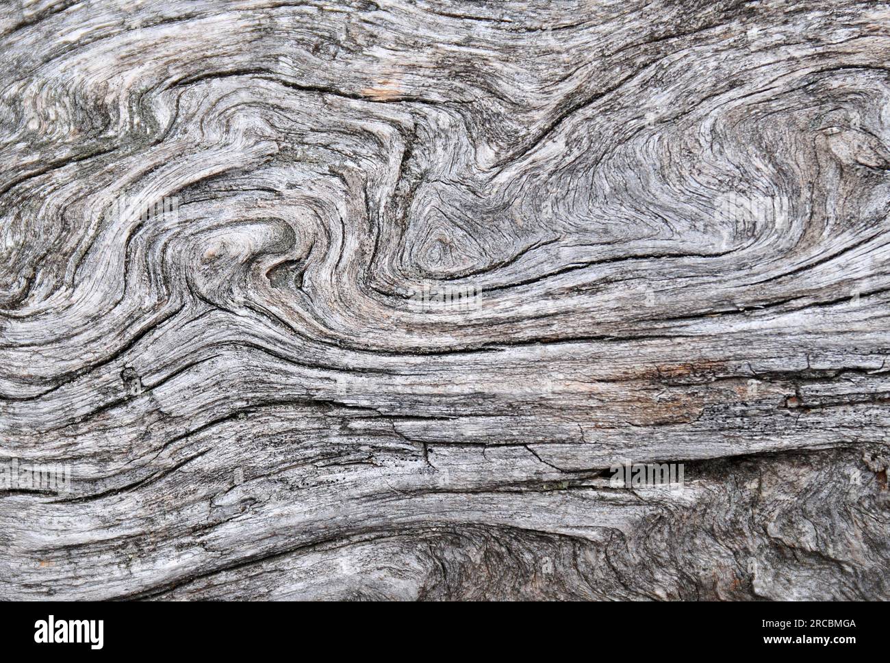 Old weathered tree texture detail black and white Stock Photo - Alamy