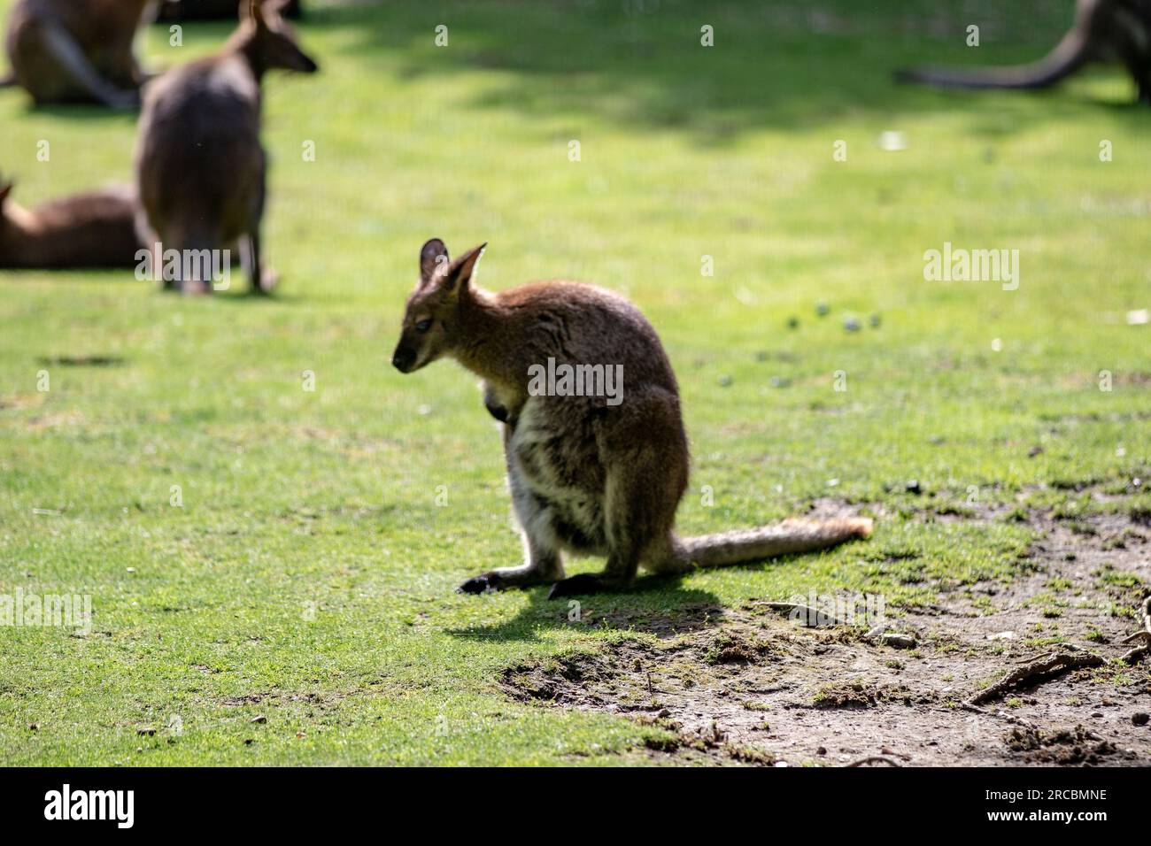 An amazing view footage of the Flora and Fauna taken during my trip to ...