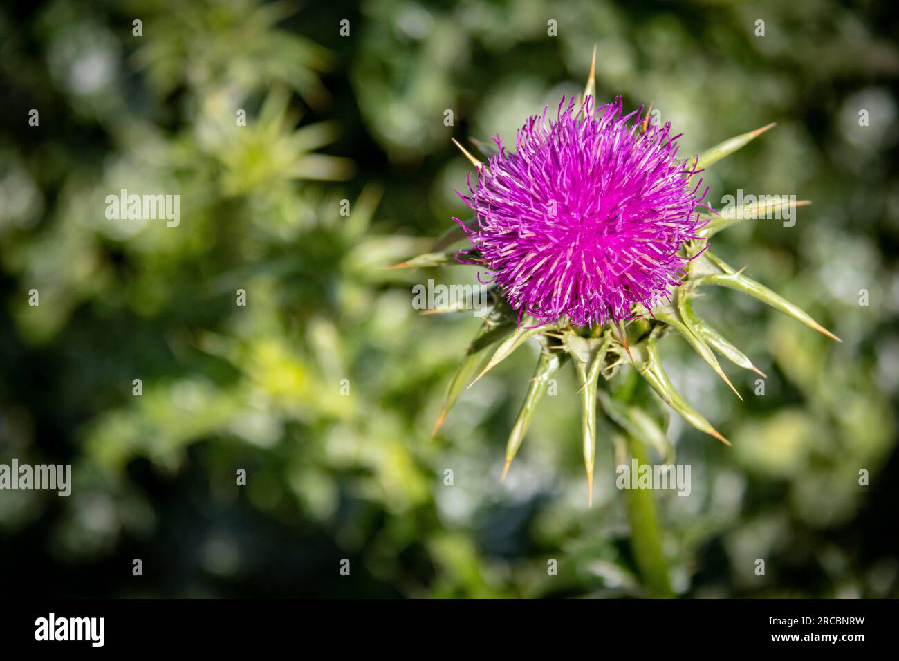 An amazing view footage of the Flora and Fauna taken during my trip to ...