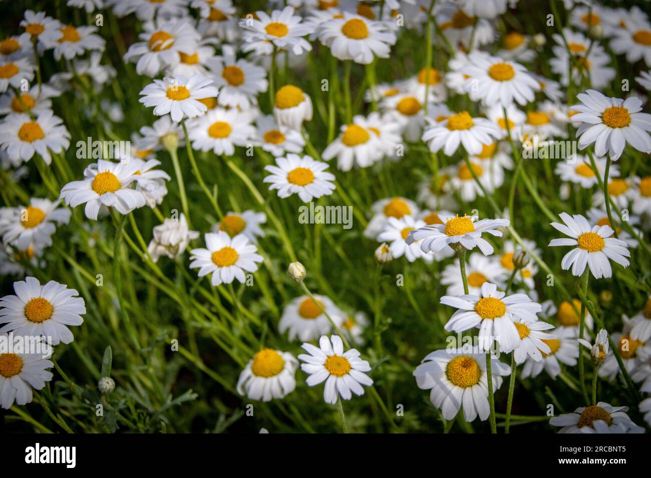 An amazing view footage of the Flora and Fauna taken during my trip to ...