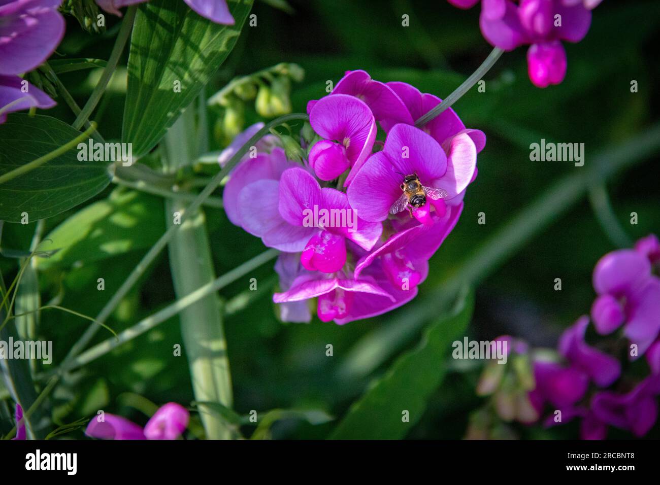 An amazing view footage of the Flora and Fauna taken during my trip to ...