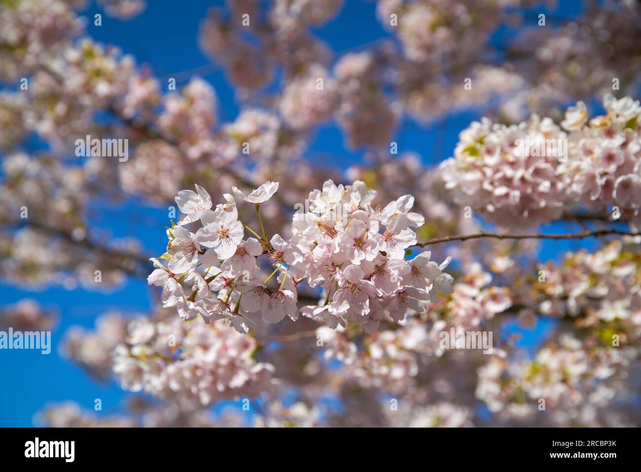 Cherry Blossom Canopy Spring Blooms. Pink Cherry blossoms with a blue ...
