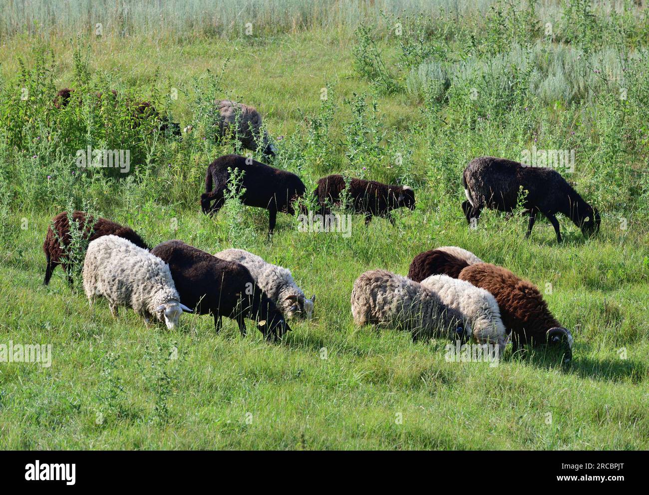 Lawn sheep eating hi-res stock photography and images - Alamy