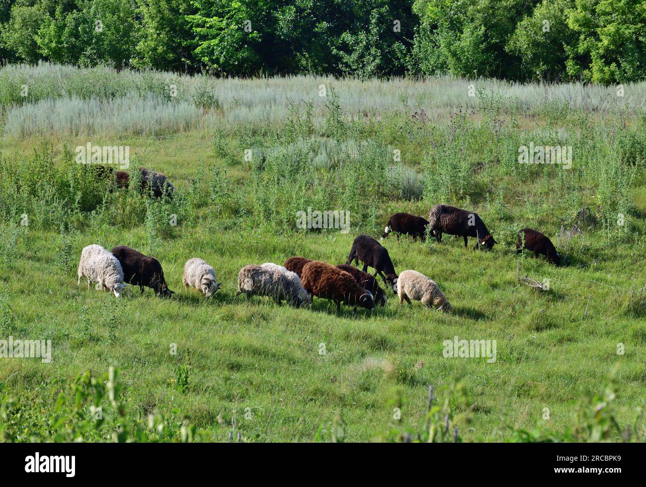 Lawn sheep eating hi-res stock photography and images - Alamy