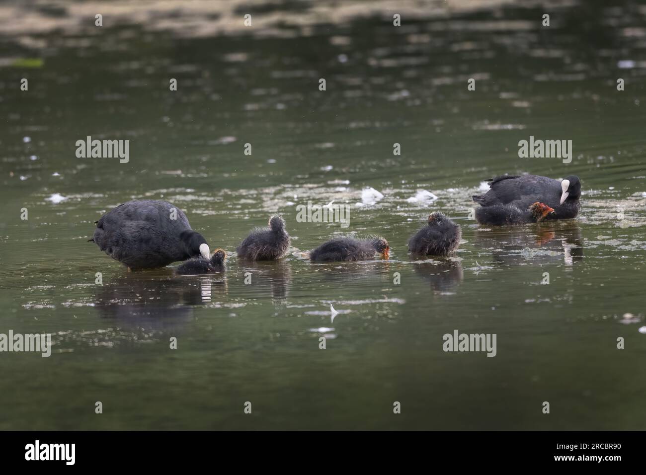 Coot family busy feeding on the pond out in the rain Stock Photo - Alamy