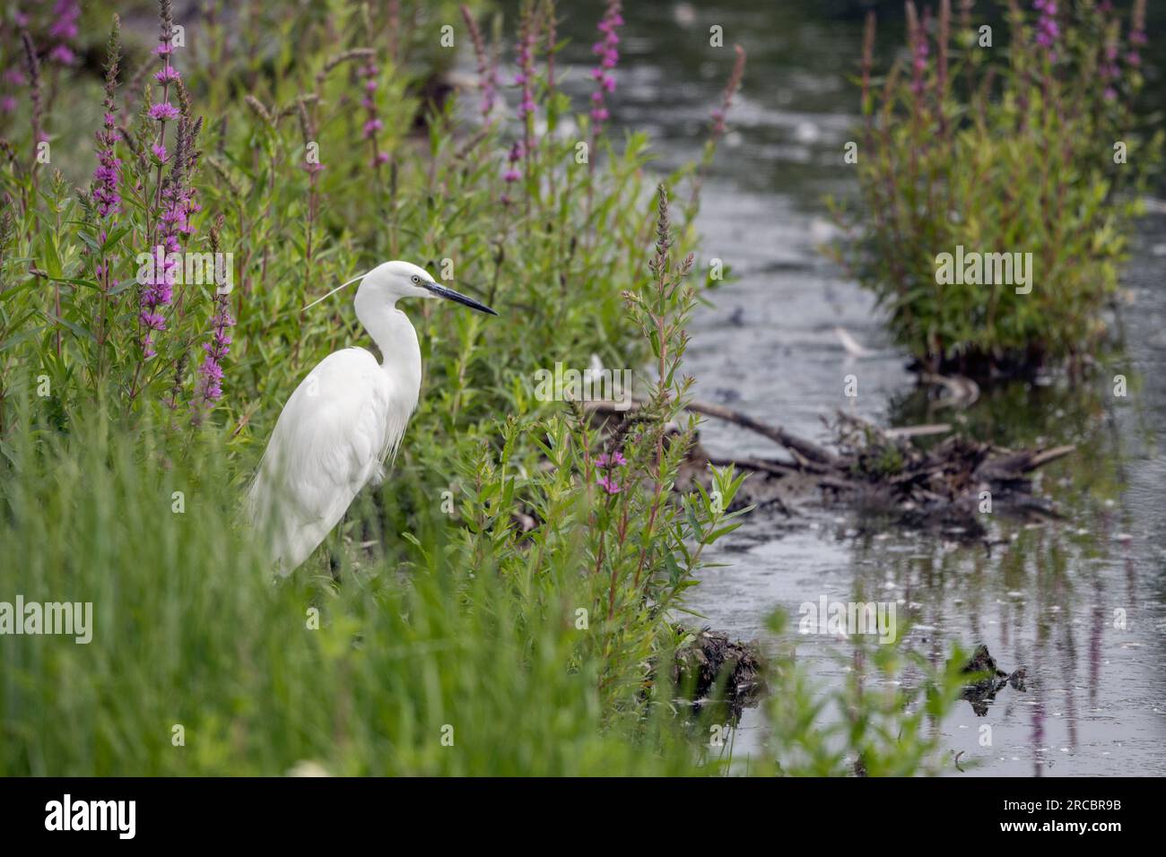 little egrets are small white herons with pretty white plumes on their ...