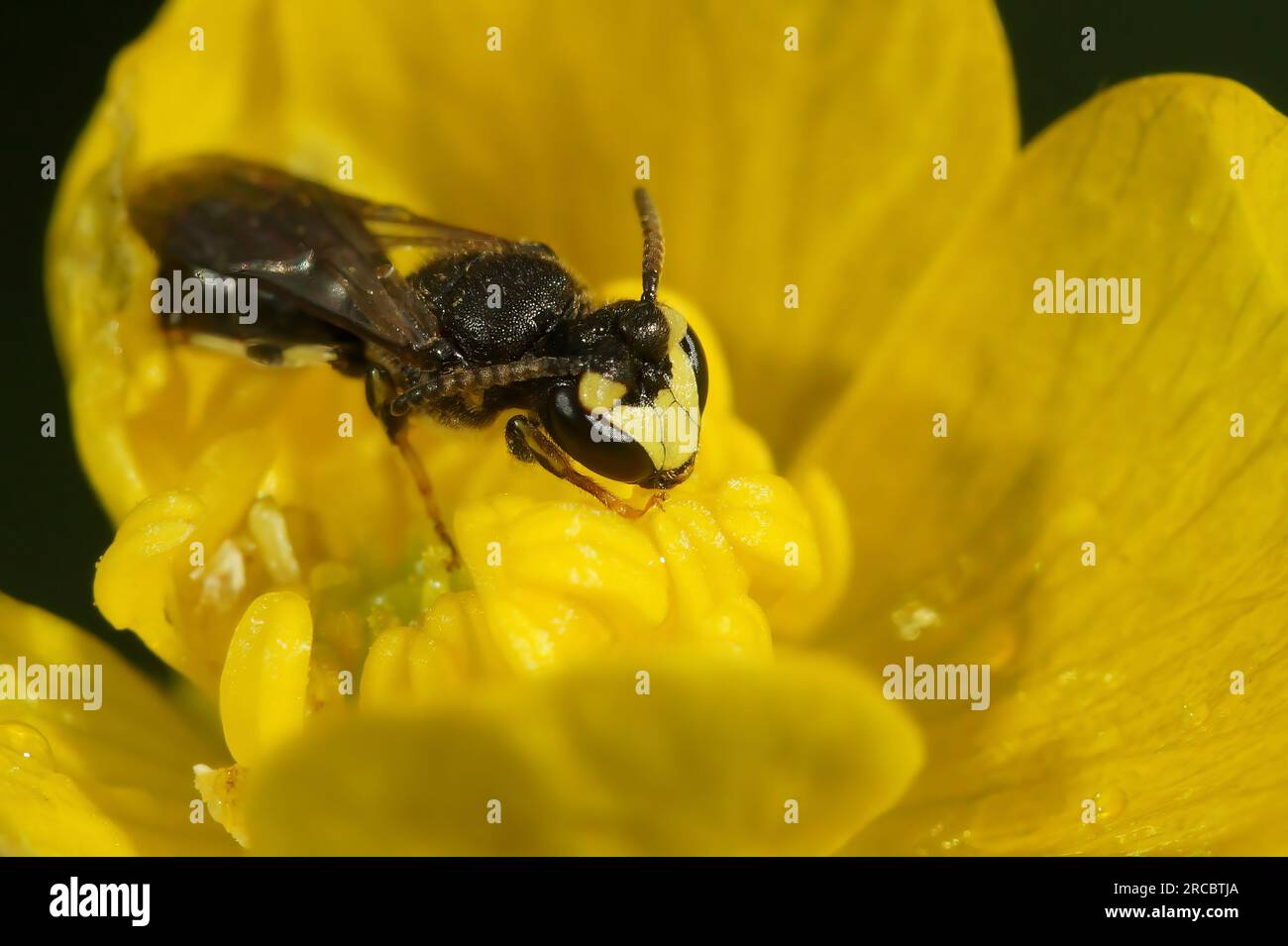 Natural closeup on the rare, small Forest Masked Bee, Hylaeus rinki ...