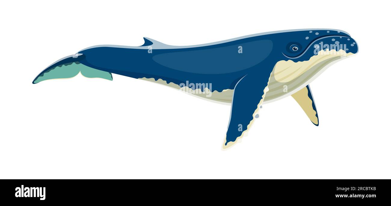 Humpback whale animal character. Isolated cartoon vector huge marine ...