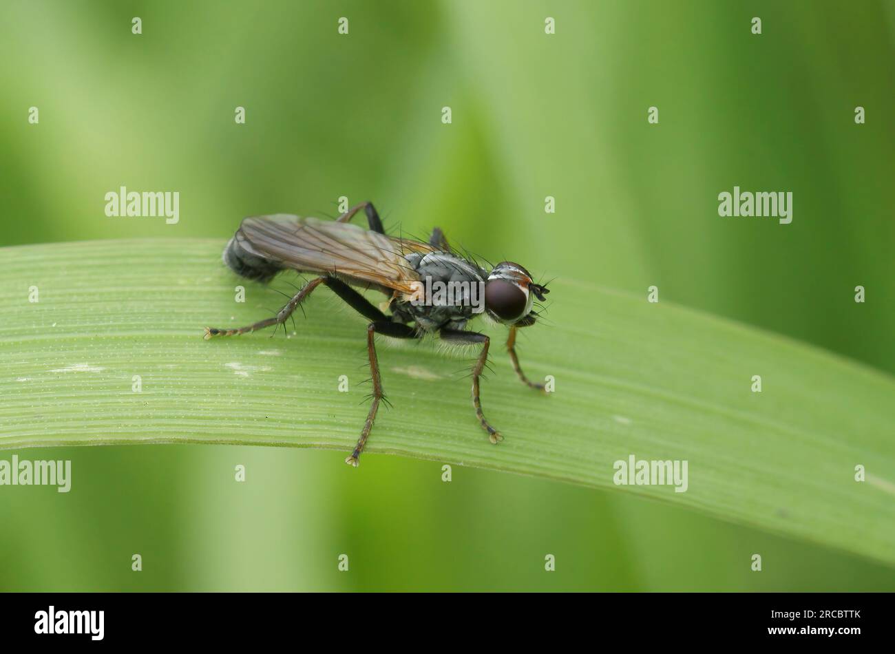 Natural detailed closeup on a lesser known dung fly, Cordilura pubera ...