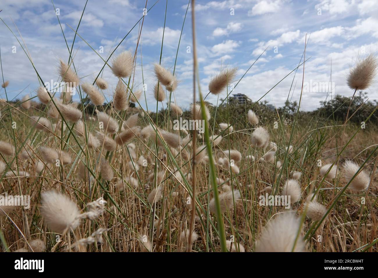 Wide angle closeup on an aggregation of the rare bunnytail. or hare's ...