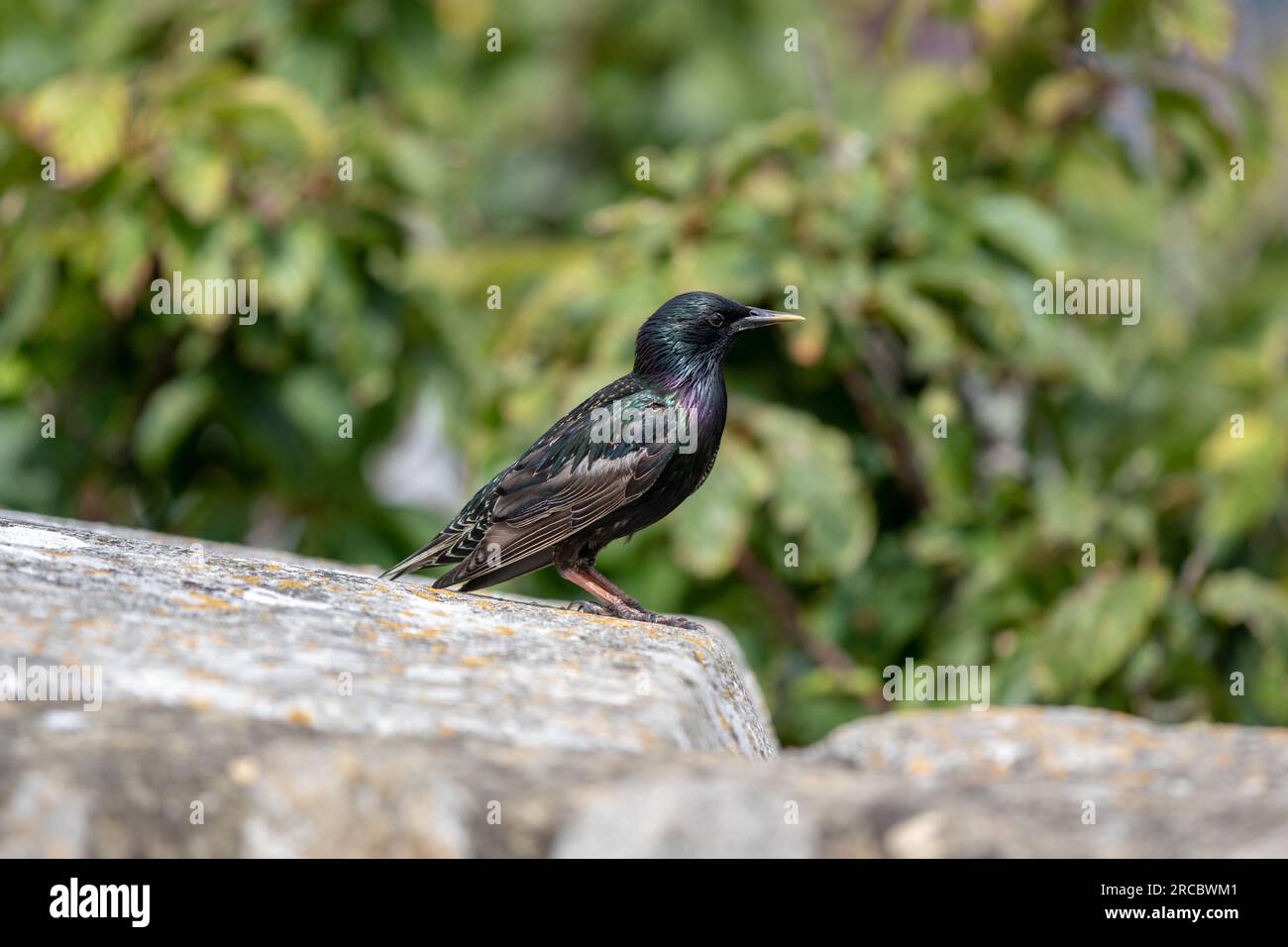 An amazing view footage of the Flora and Fauna taken during my trip to ...