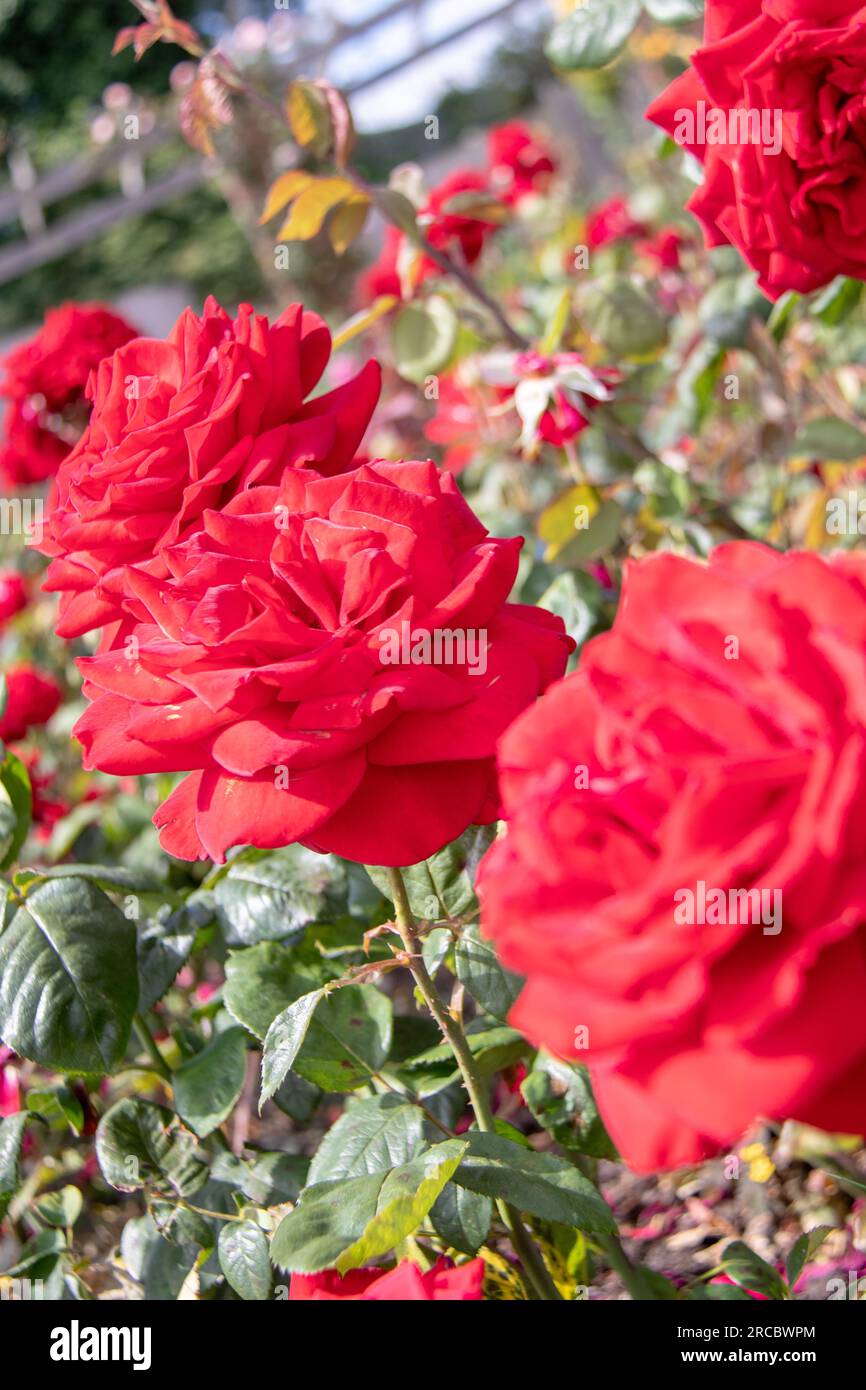 An amazing view footage of the Flora and Fauna taken during my trip to ...