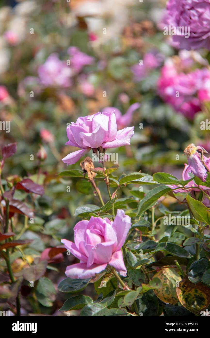 An amazing view footage of the Flora and Fauna taken during my trip to ...