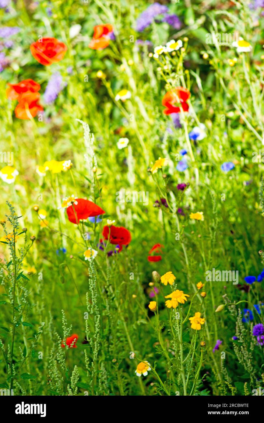 Wildflowers in garden hi-res stock photography and images - Alamy