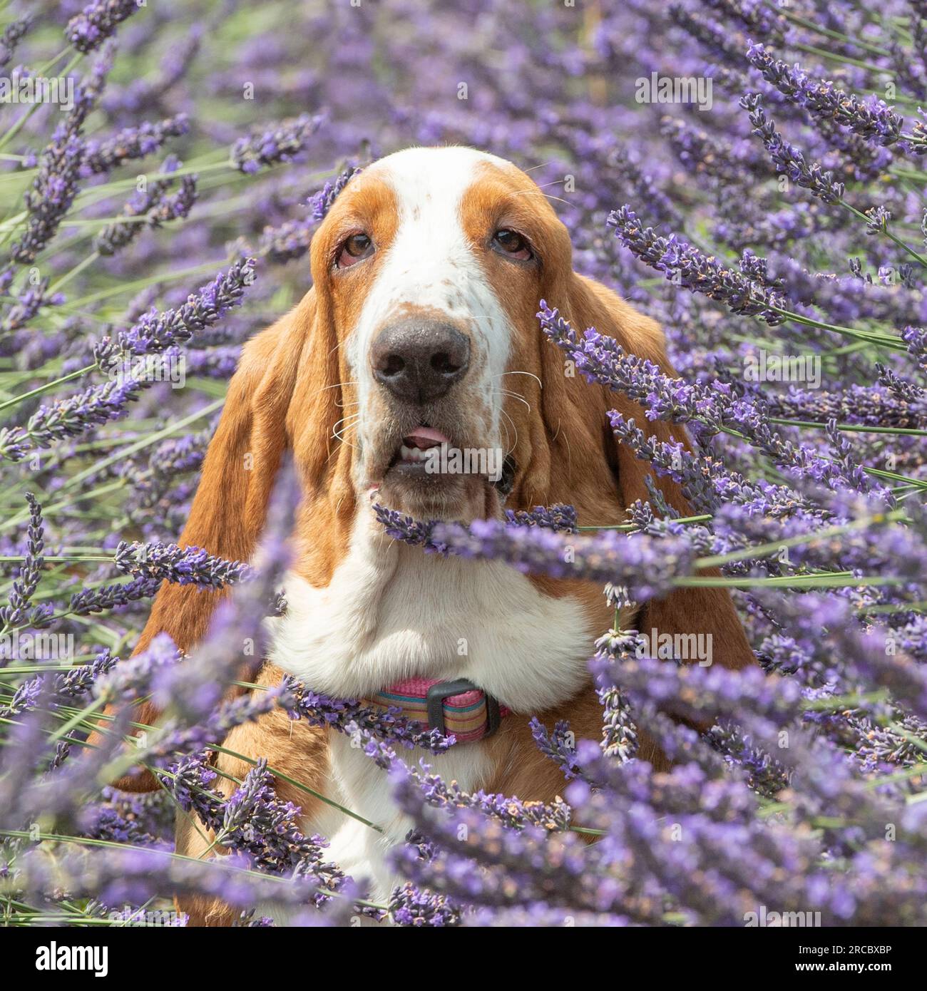 Female basset hound in hi-res stock photography and images - Alamy
