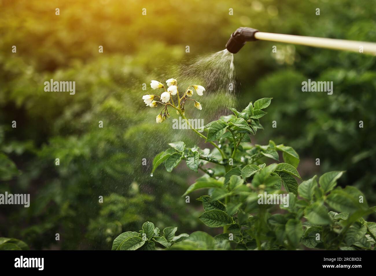 Spraying blooming potatoes plantation with pesticides by the ...