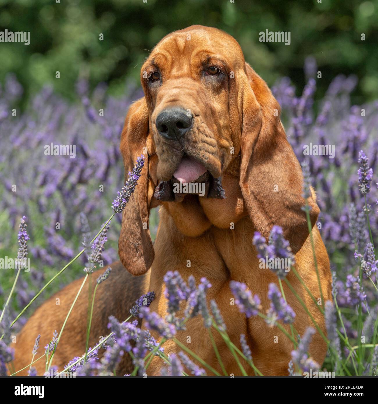 Summer female happy flowers field hi-res stock photography and images ...