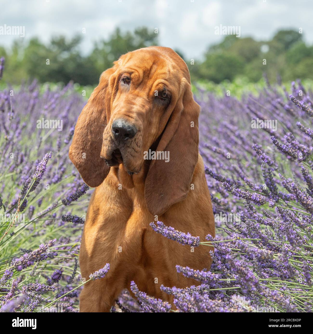 Field of flowers with dog hi-res stock photography and images - Alamy